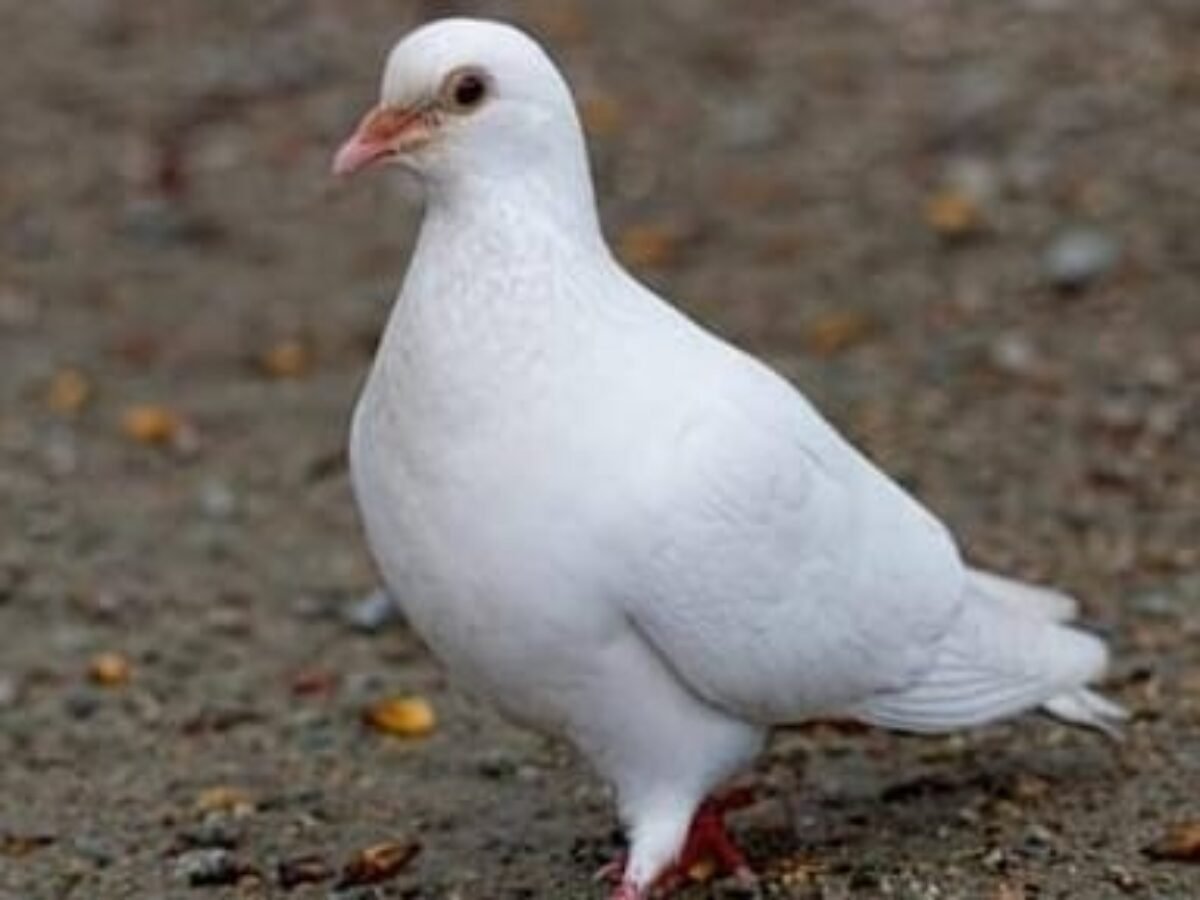 Doves For Sale Online